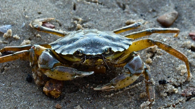 Nothing like the thrill of catching crabs in Goa| Gomantak Times