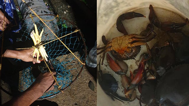 Nothing like the thrill of catching crabs in Goa| Gomantak Times