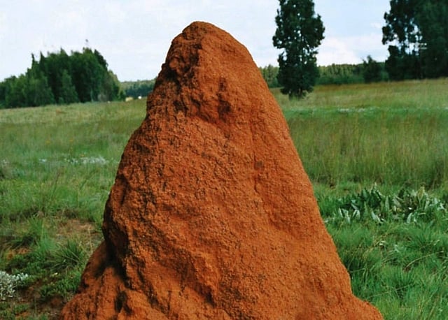 Goa's monsoon tales of mushrooms on termite hills