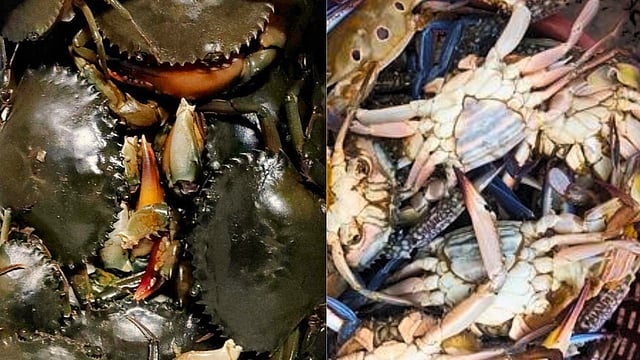 Nothing like the thrill of catching crabs in Goa| Gomantak Times