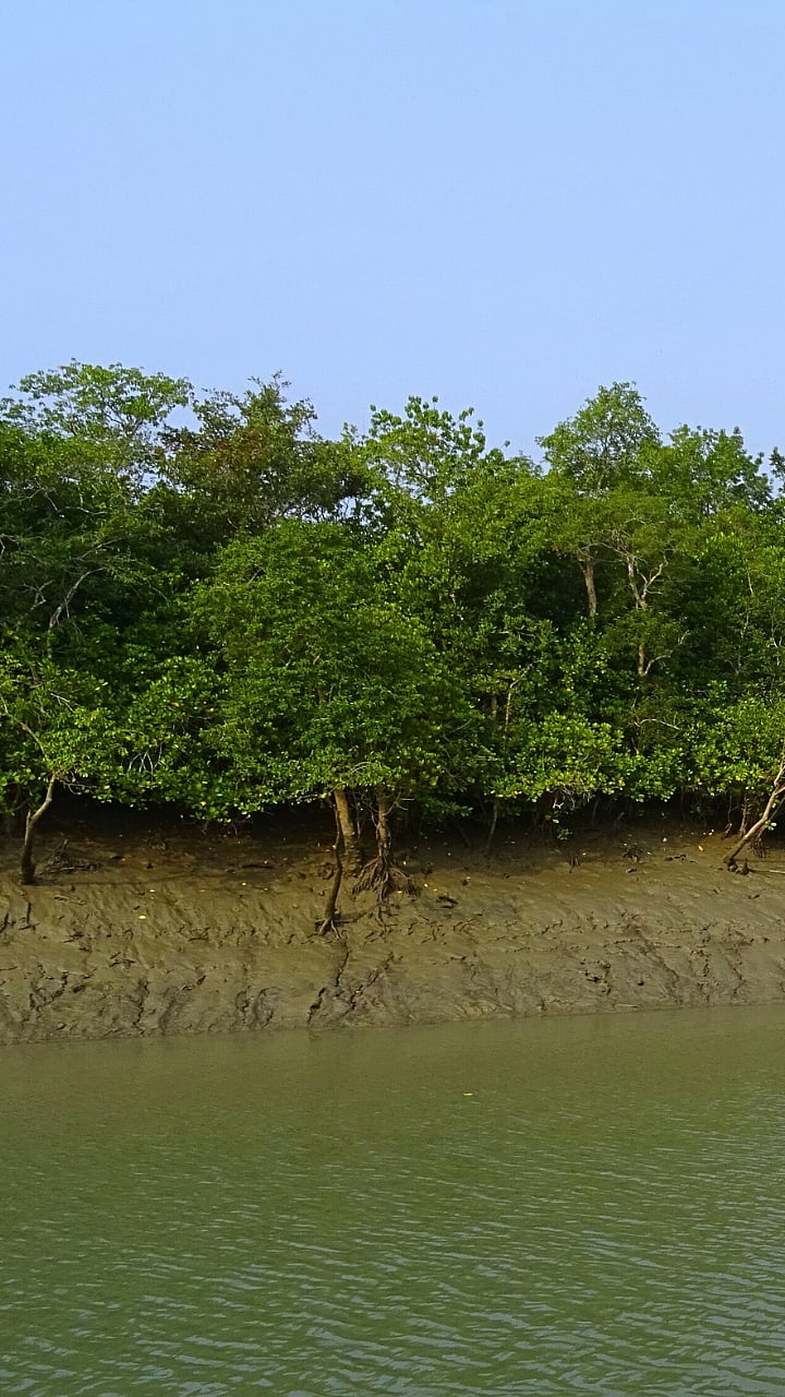 Mangroves too are an important part of Goa's heritage | Gomantak Times