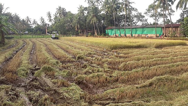 Goa's traditional rice varieties: Asgo, Kochri, Sotti, Damgo, Jirasal ...