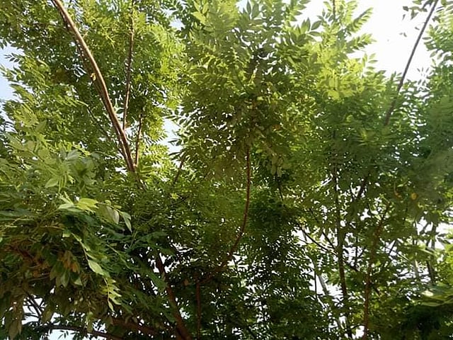Fertilizer from Goa's forests: traditional head-load of green leaves of ...