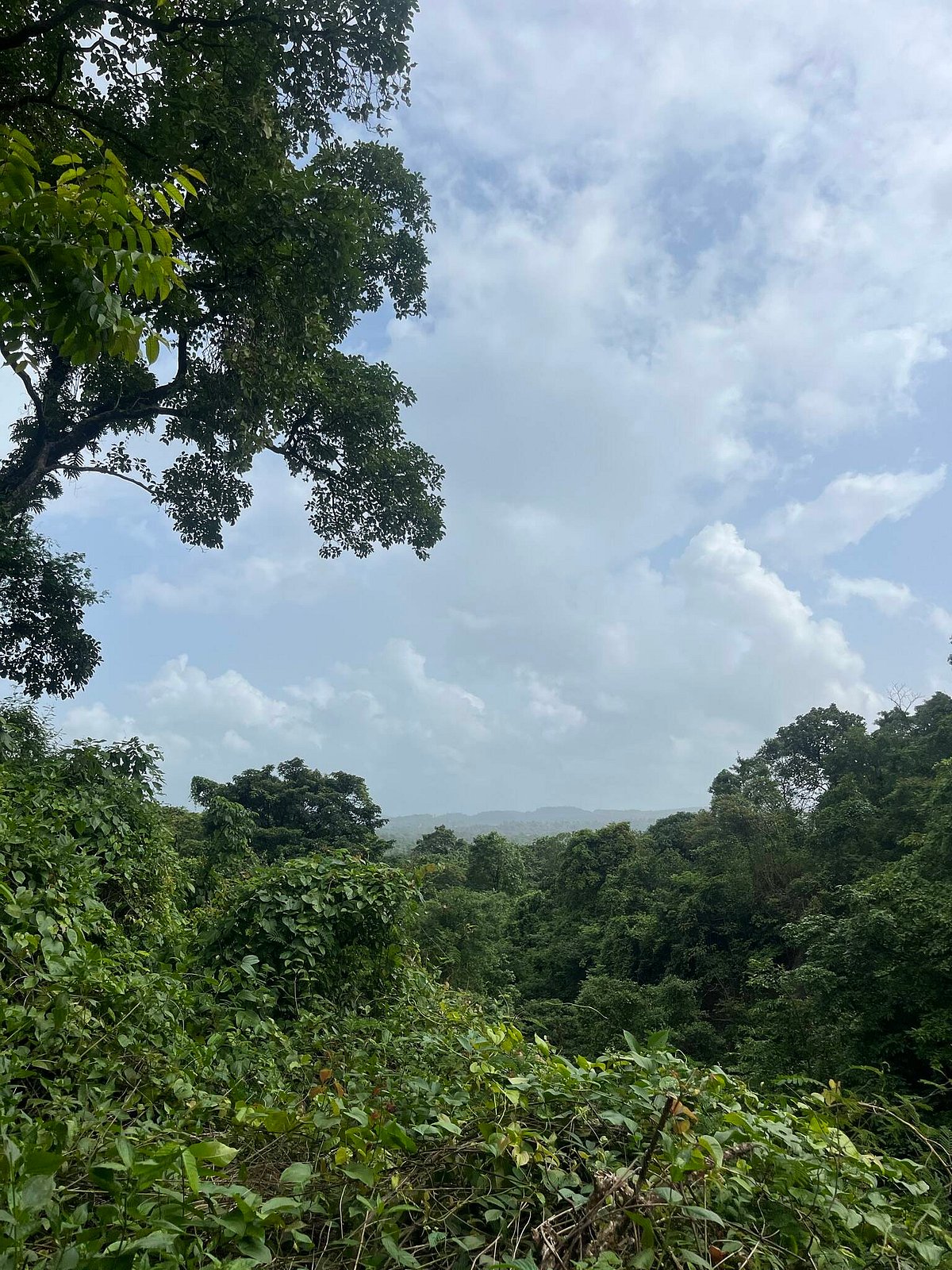 Into the wild: A trip to Saleli waterfall in Goa|Gomantak Times