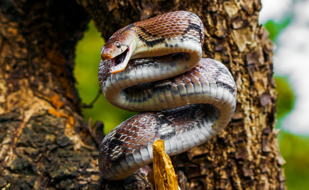 6 Snakes that you might encounter in Goa