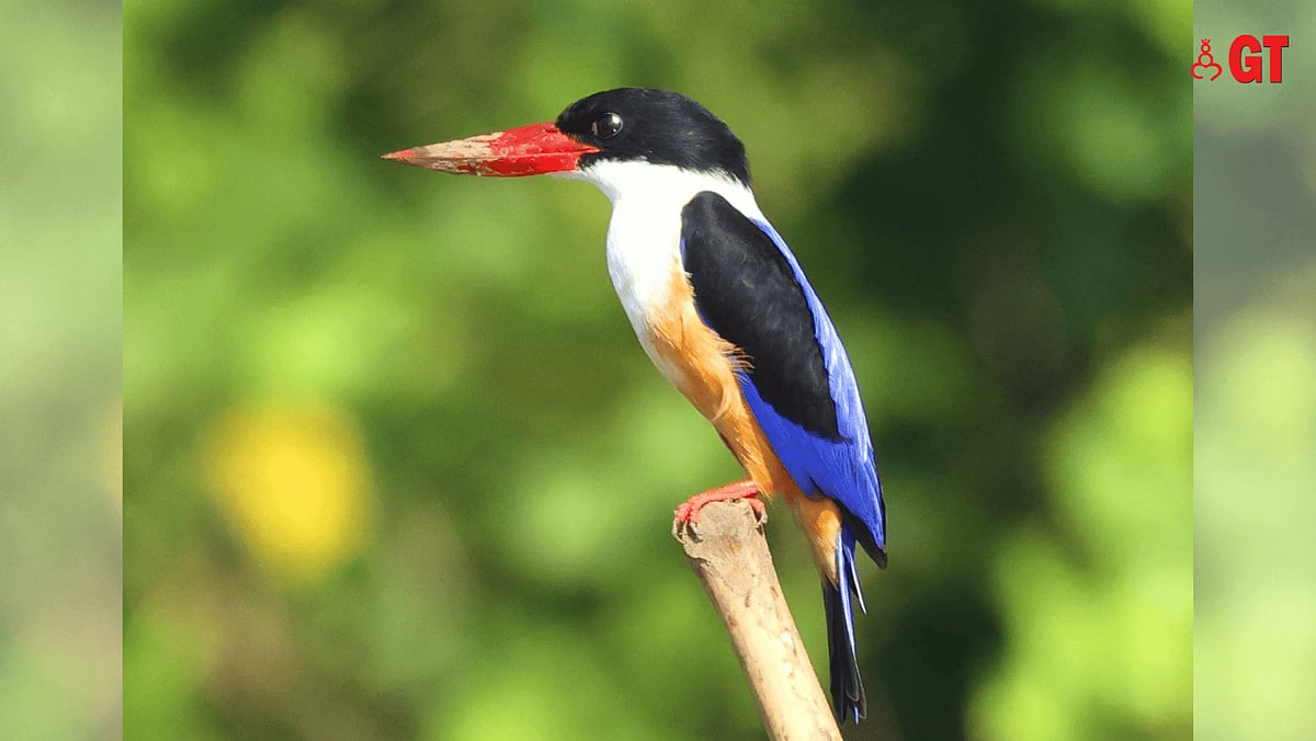 10 bird species for conservation priority in Goa|Gomantak Times