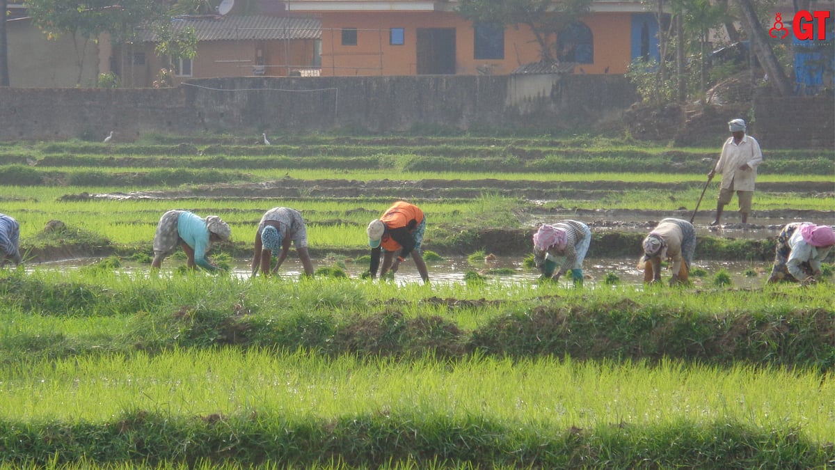 Goa's traditional rice varieties: Asgo, Kochri, Sotti, Damgo, Jirasal ...