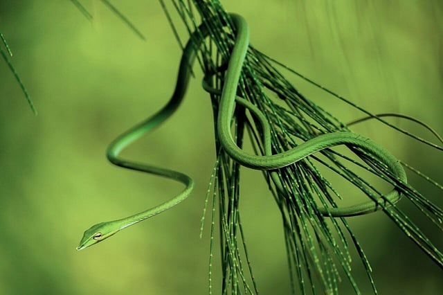 Worshipping snakes on Nag Panchami and the importance of their conservation
