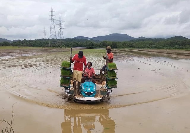 Goa's traditional rice varieties: Asgo, Kochri, Sotti, Damgo, Jirasal ...