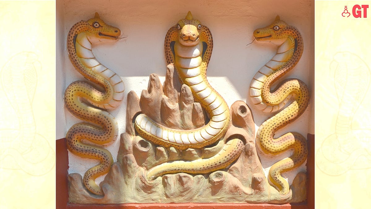 Worshipping snakes on Nag Panchami and the importance of their conservation