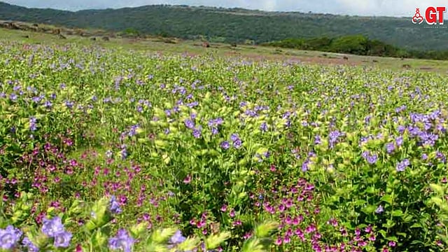 Goa's Rare Karvi Flower Bloom: Get a Glimpse on September 24, 2023