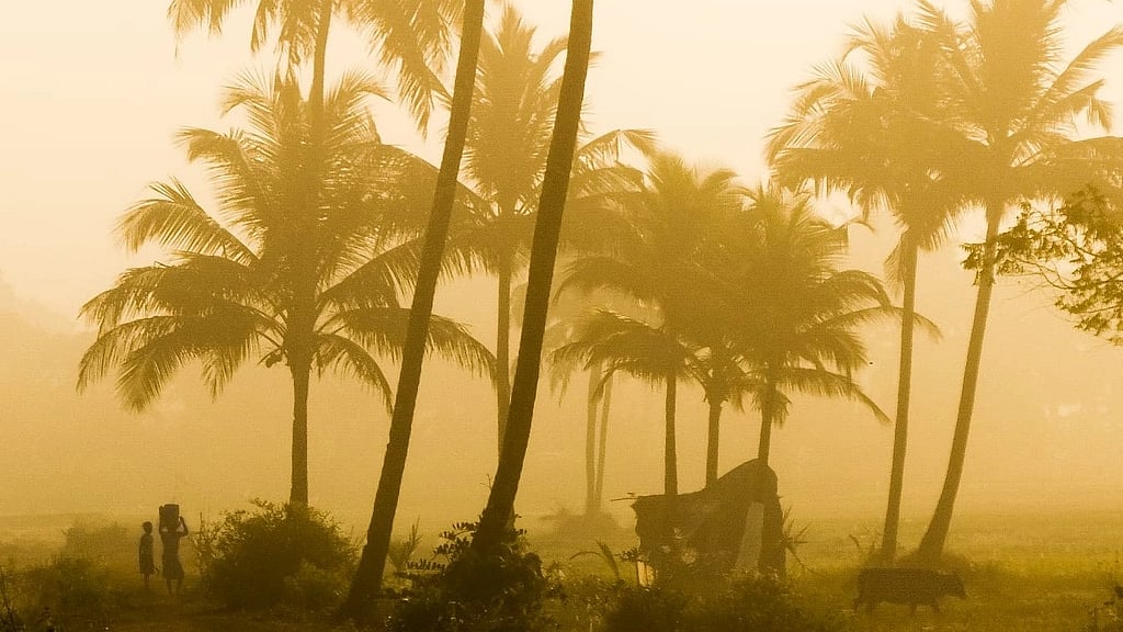 The beauty of coconut trees captured along Goa’s landscapes |Gomantak Times