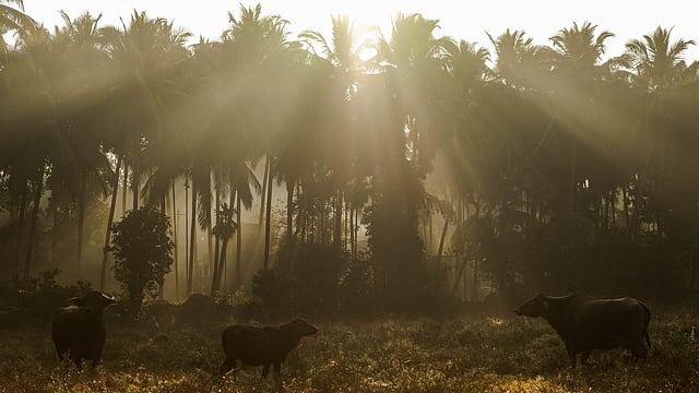 The beauty of coconut trees captured along Goa’s landscapes |Gomantak Times