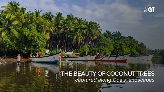 The beauty of coconut trees captured along Goa’s landscapes |Gomantak Times