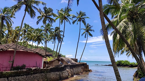 The beauty of coconut trees captured along Goa’s landscapes |Gomantak Times