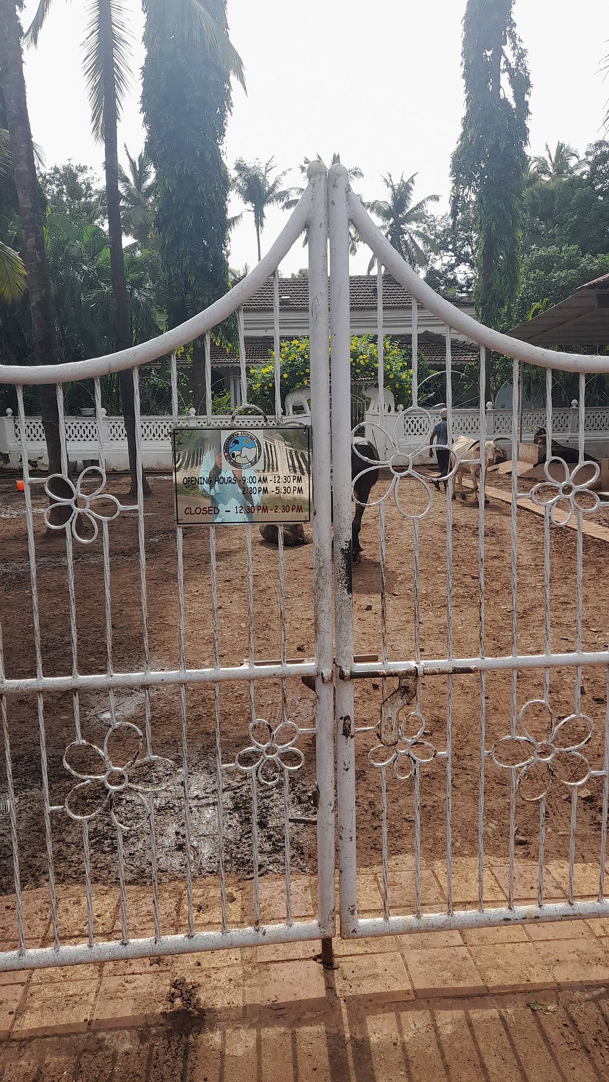 Abandoned animals find a home at WAG in Siolim, Goa|Gomantak Times