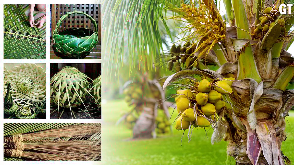 Discover the bounty of the coconut tree at the ‘Coconut Tree Festival ...