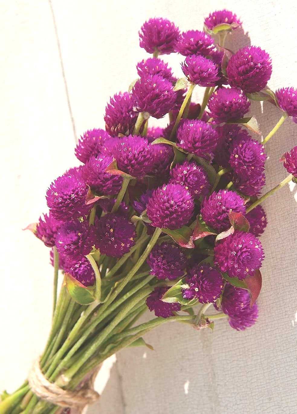 Navratri Day 8: A flower show of purple in Goa