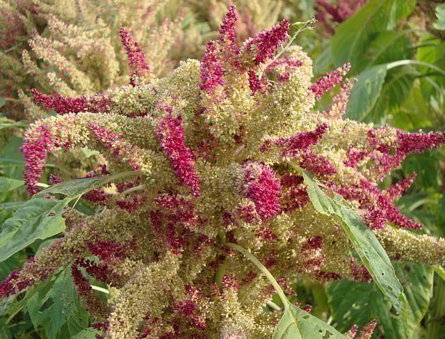 World Food Day: Goa and a pseudo millet called ‘rajgira’