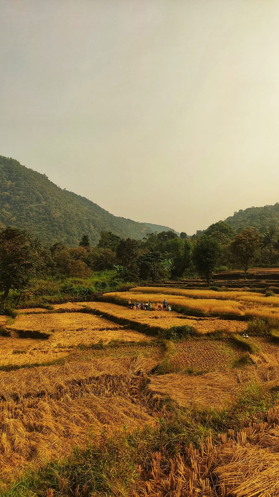 Goa is rooted in the agriculture of Gaondongrem village