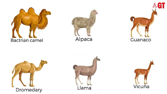 From the Year of Millets to the Year of Camelids in 2024 | Gomantak Times