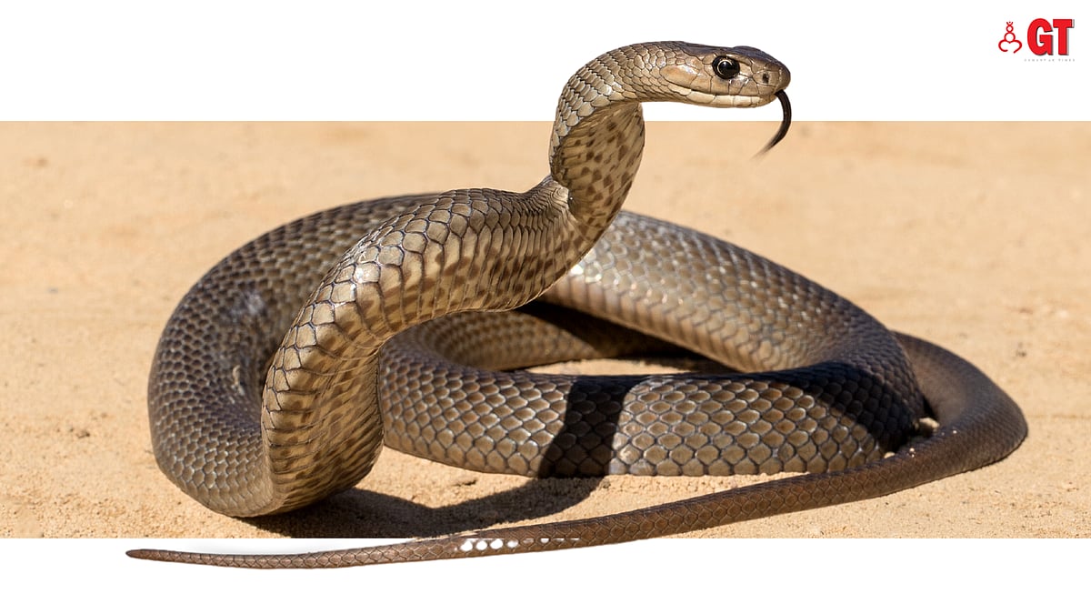 SAWE is just a call away to rescue a snake from your home | Gomantak Times