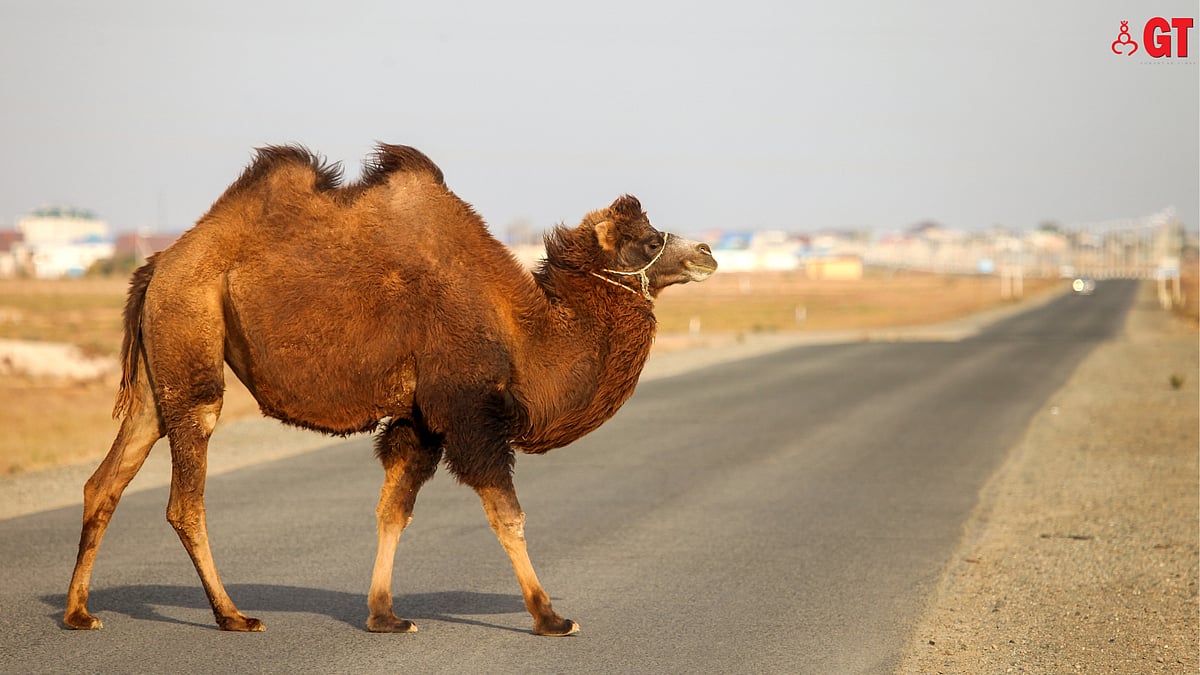 From the Year of Millets to the Year of Camelids in 2024 | Gomantak Times