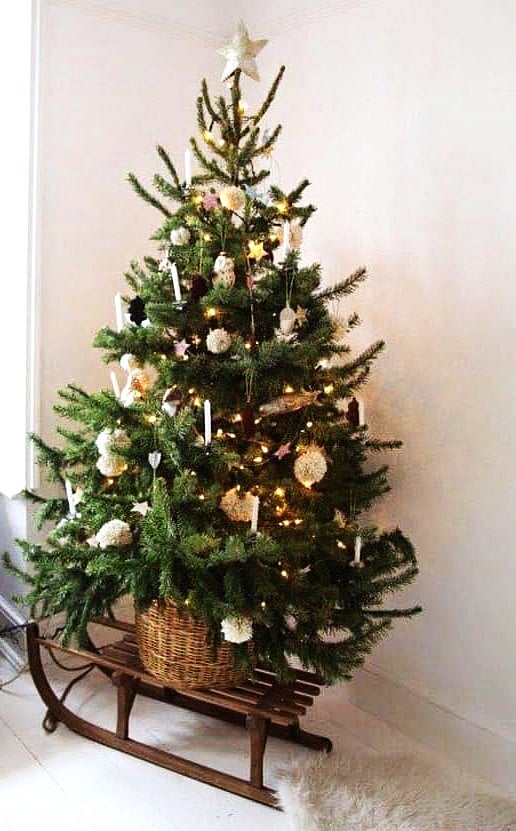 Araucaria Cookii: The Perfect Christmas Tree for Your Home