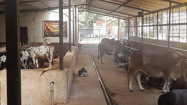 Goa’s biggest gaushala is a haven for cows | Gomantak Times