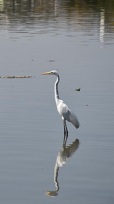 Know some of the important wetlands in Goa