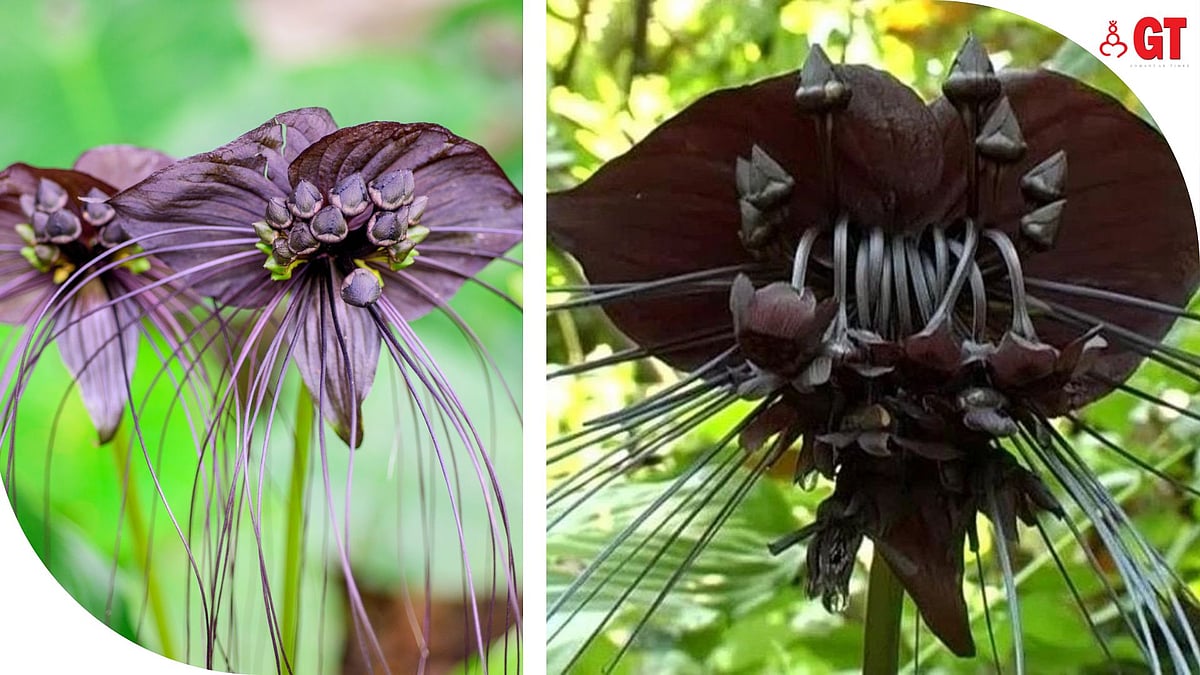 Discover the Enchanting Bat Flower in Goa - Goa News | Goa Latest News | Goa Today News ...