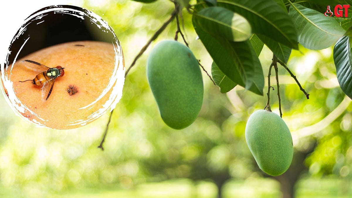 Honey Trapping Mango Pests in Goa: Battling Fruit Flies with Pheromones