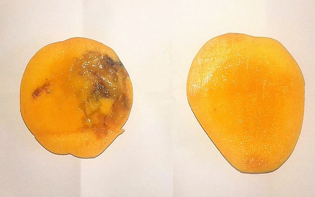 Honey Trapping Mango Pests in Goa: Battling Fruit Flies with Pheromones