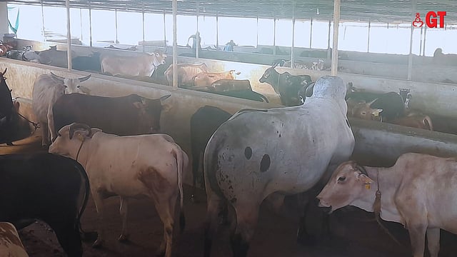 Goa’s biggest gaushala is a haven for cows | Gomantak Times