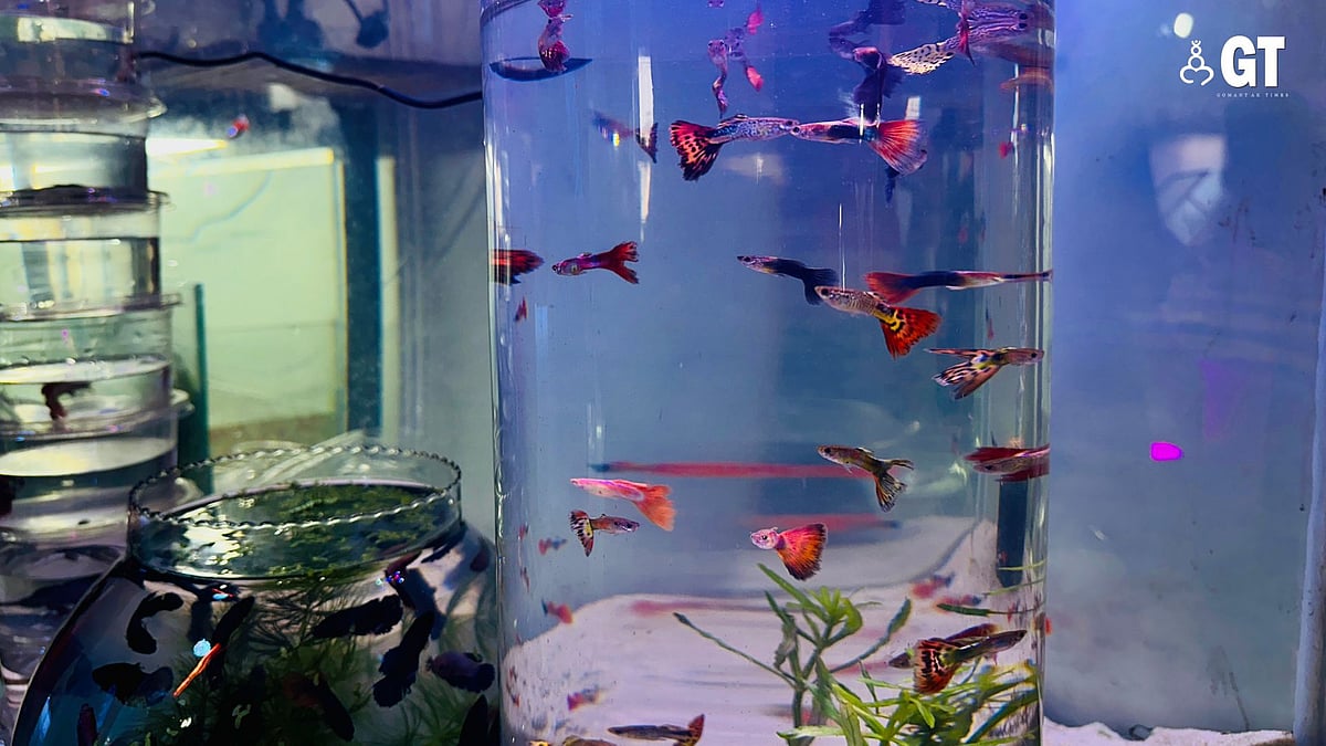 Get hooked at Aqua Goa Mega Fish Festival in Goa|Gomantak Times