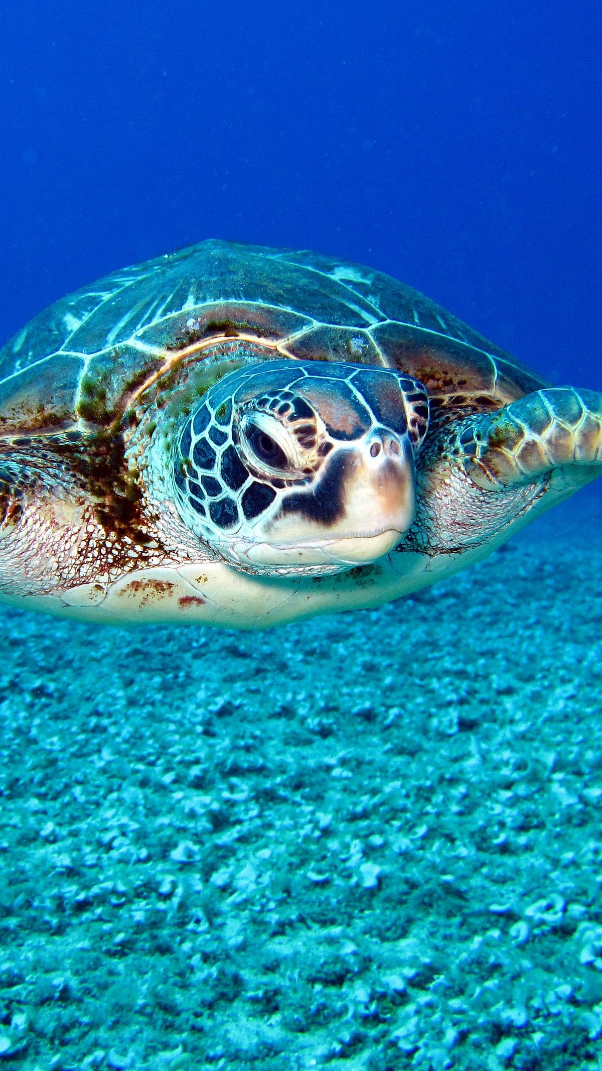 Goa 's turtle nesting season brings smiles to nature lovers - Goa | Goa ...