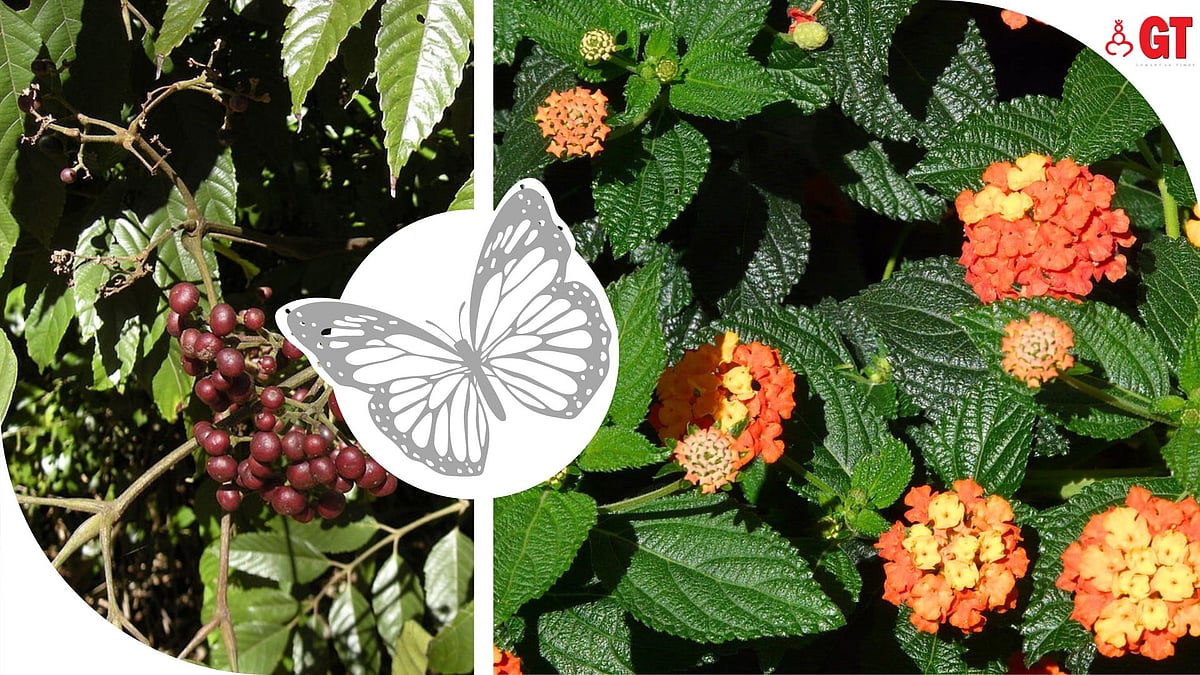 Goa, a wonderland of butterflies - Goa | Goa News | Goa Latest News ...