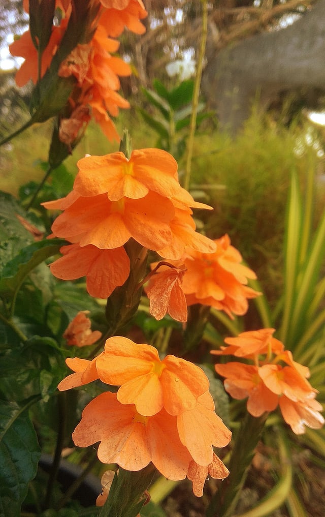 Flickering flames, flowers and faith intertwined|Gomantak Times