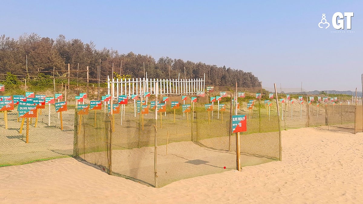 Record-breaking turtle nesting season in Goa|Gomantak Times