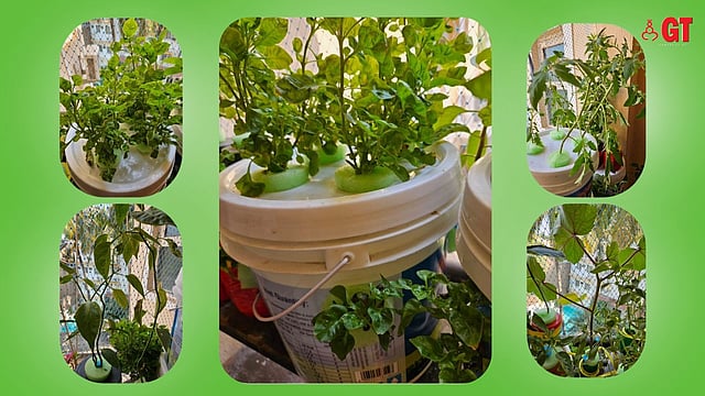 Urban Kitchen Gardening Workshop & Kids Activities | Gomantak Times