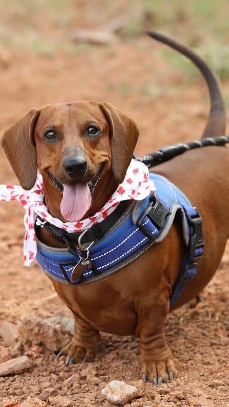 When pet lovers saw best of dogdom in Goa's Corlim | Gomantak Times