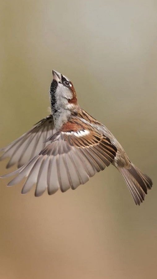 Here is how you can play a role in saving the sparrows - Goa News ...