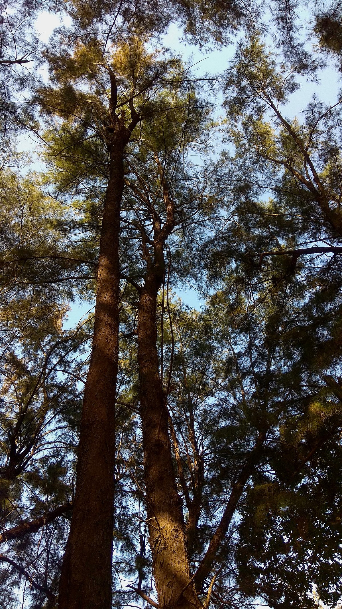 This garden in Panjim is a breath of fresh air | Gomantak Times