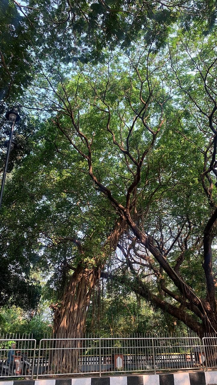 In the shade of Panjim trees | Gomantak Times