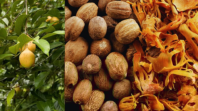 ICAR Goa scientists turn nutmeg waste into wonder| Gomantak Times