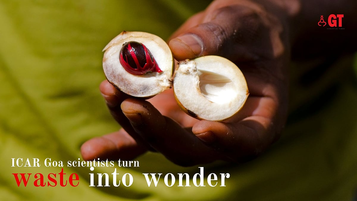 ICAR Goa scientists turn nutmeg waste into wonder| Gomantak Times