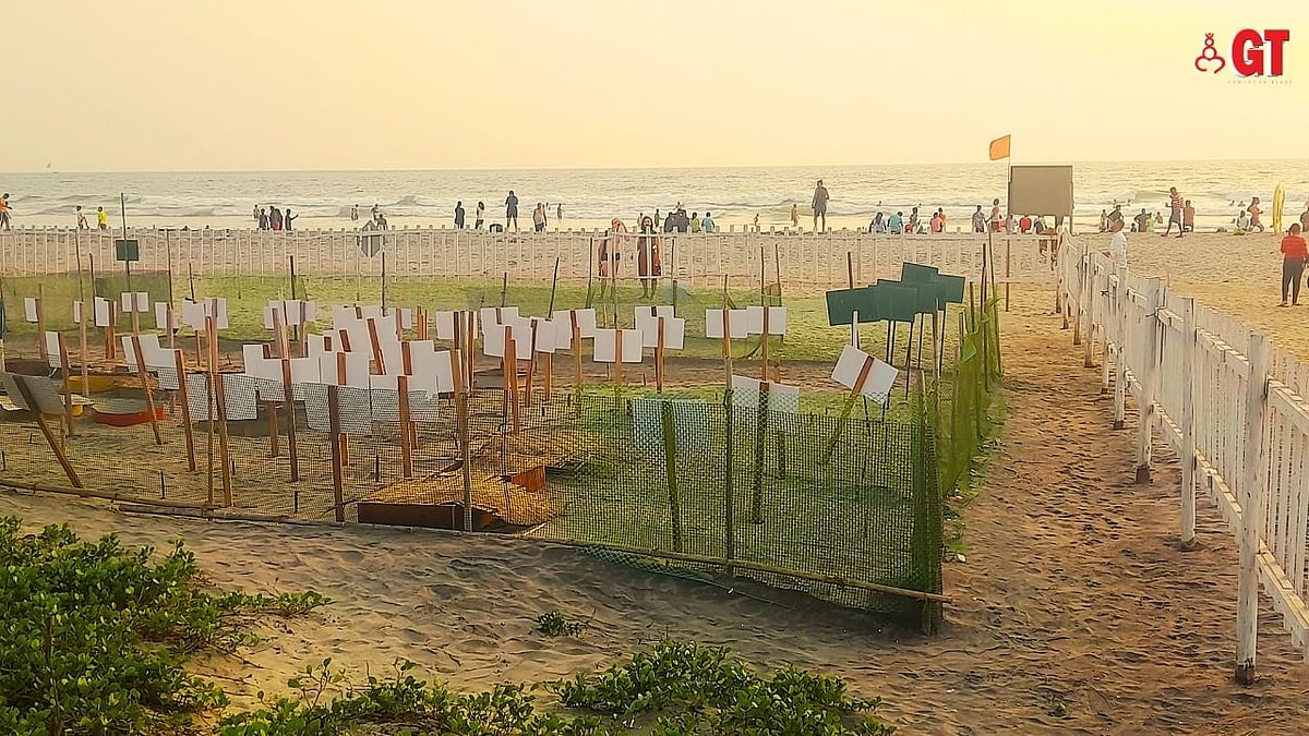 Turtle hurdle for lantern festival on Goa's Morjim beach | Gomantak Times