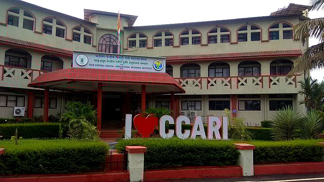 ICAR's big contribution to Goa's rice heritage | Goa ICAR | Gomantak Times