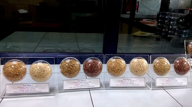 ICAR's big contribution to Goa's rice heritage | Goa ICAR | Gomantak Times