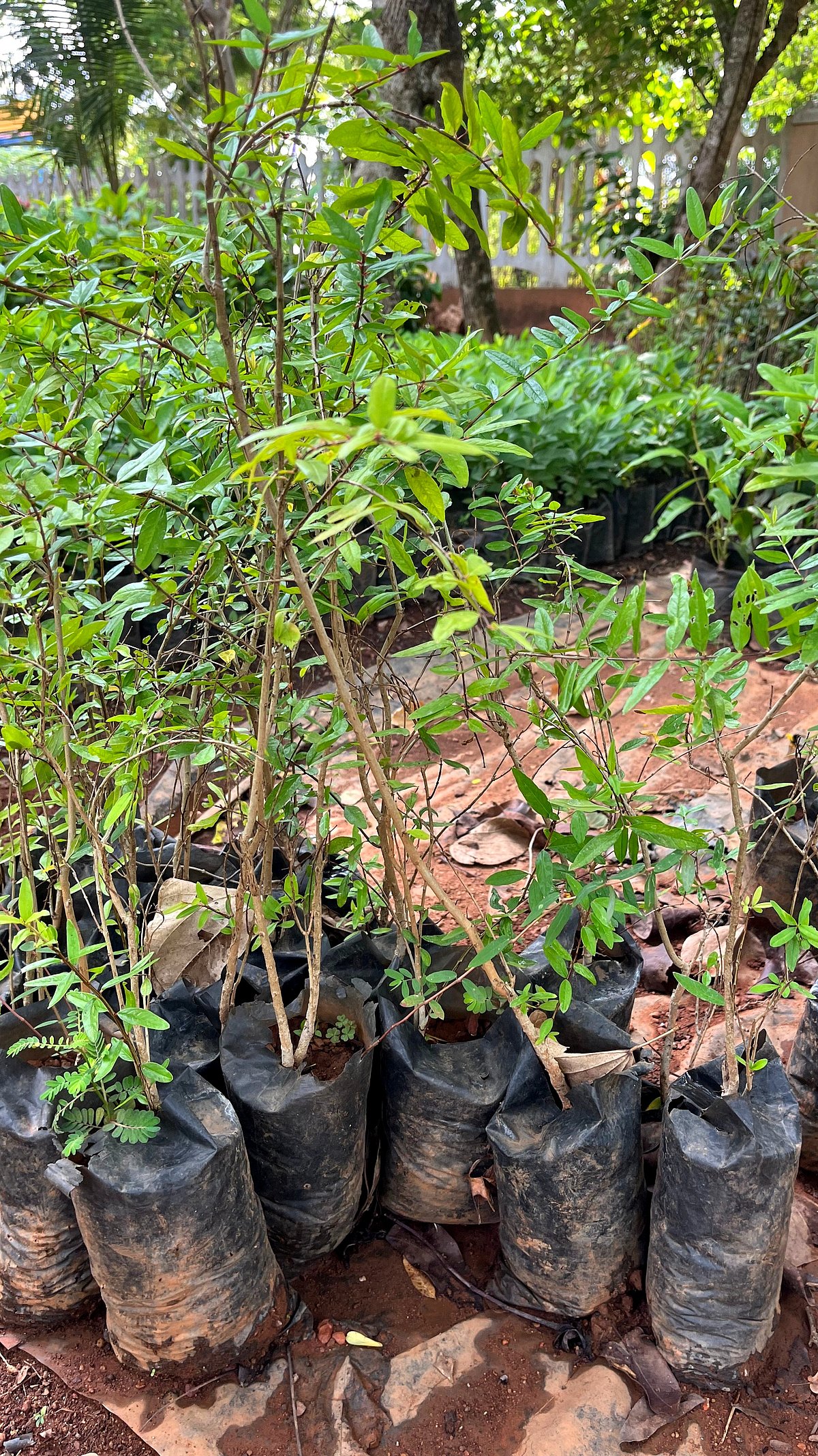 Best Places To Visit In Goa | Find some green friends at this nursery ...